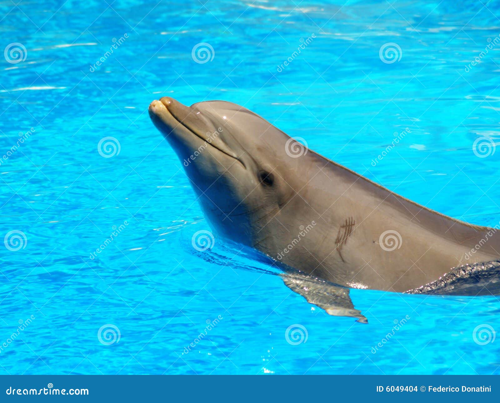 Smiling dolphin stock photo. Image of cheerful, pool, dolphin - 6049404
