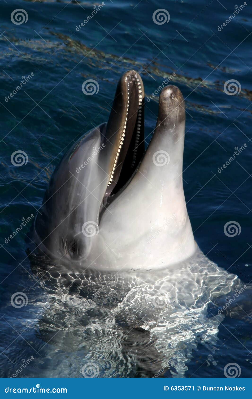 Smiling Dolphin stock image. Image of color, ocean, aquarium - 6353571