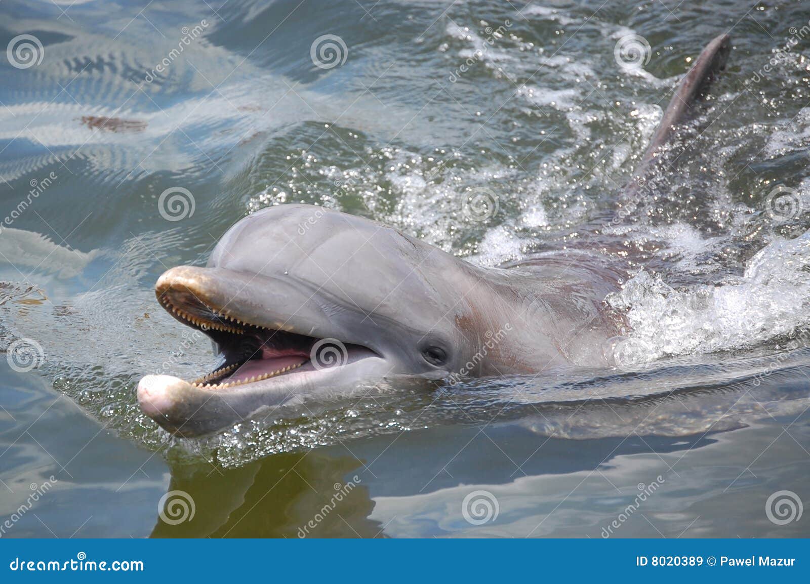 Smiling Dolphin stock image. Image of animal, smart, acrobatics - 8020389