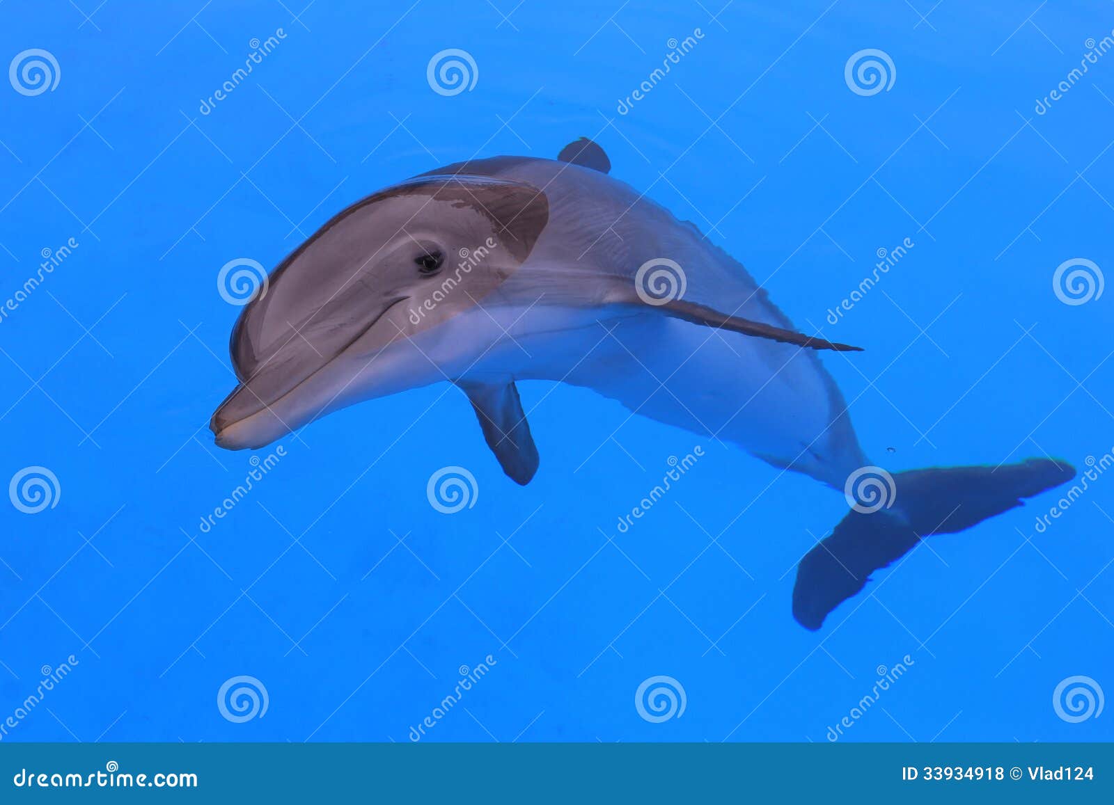 Smiling dolphin stock photo. Image of head, friendly - 33934918