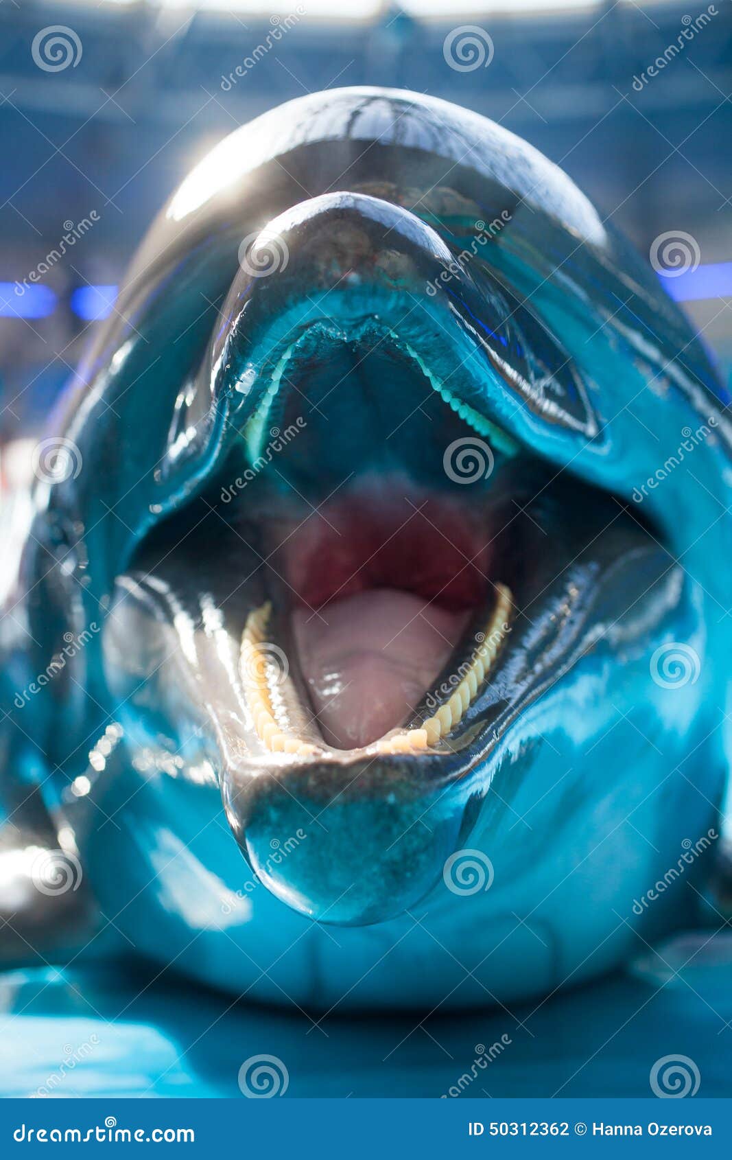 Smiling dolphin close up stock photo. Image of happy - 50312362
