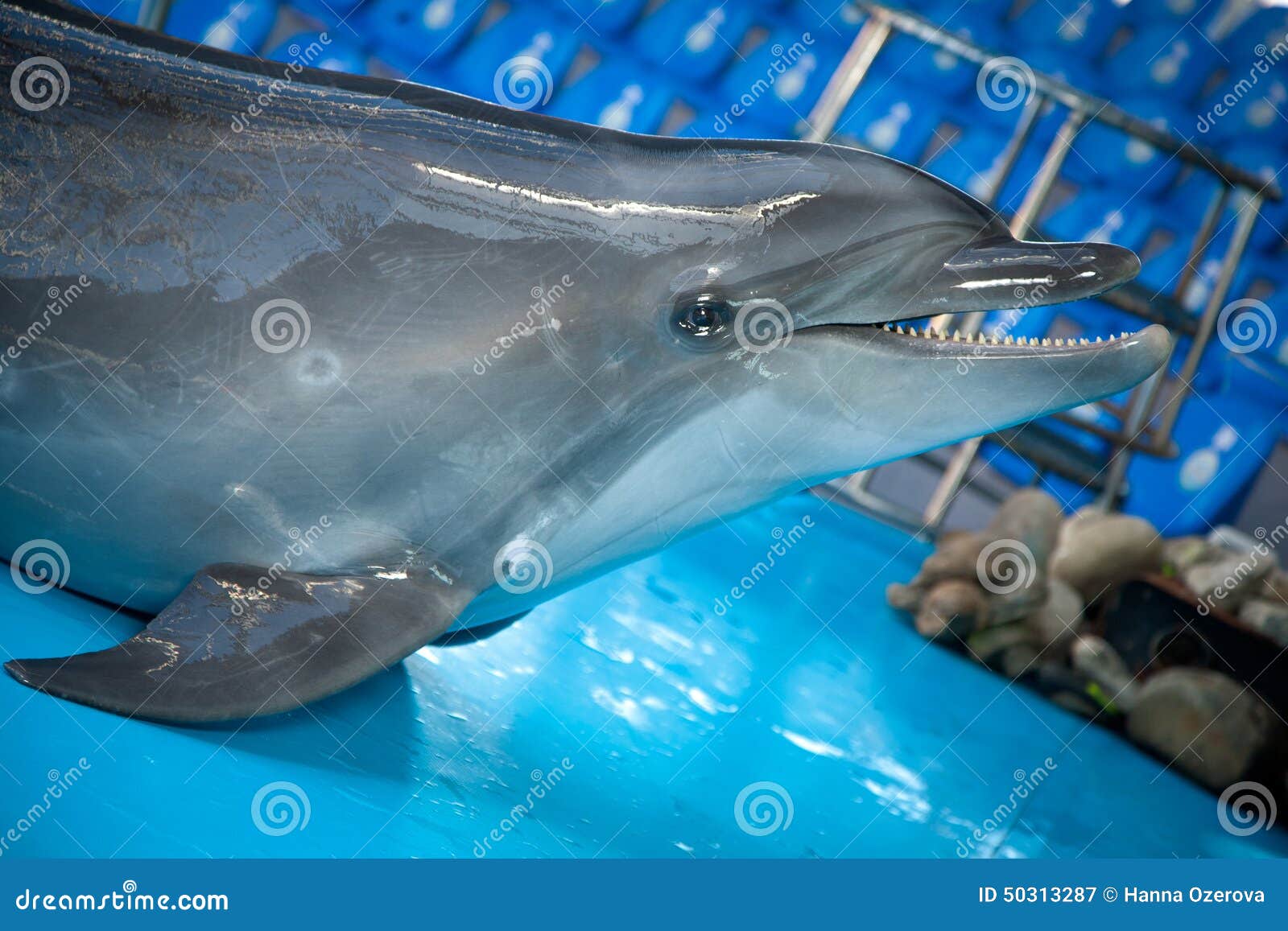 Smiling Dolphin in Dolphinarium Stock Image - Image of animal, funny ...