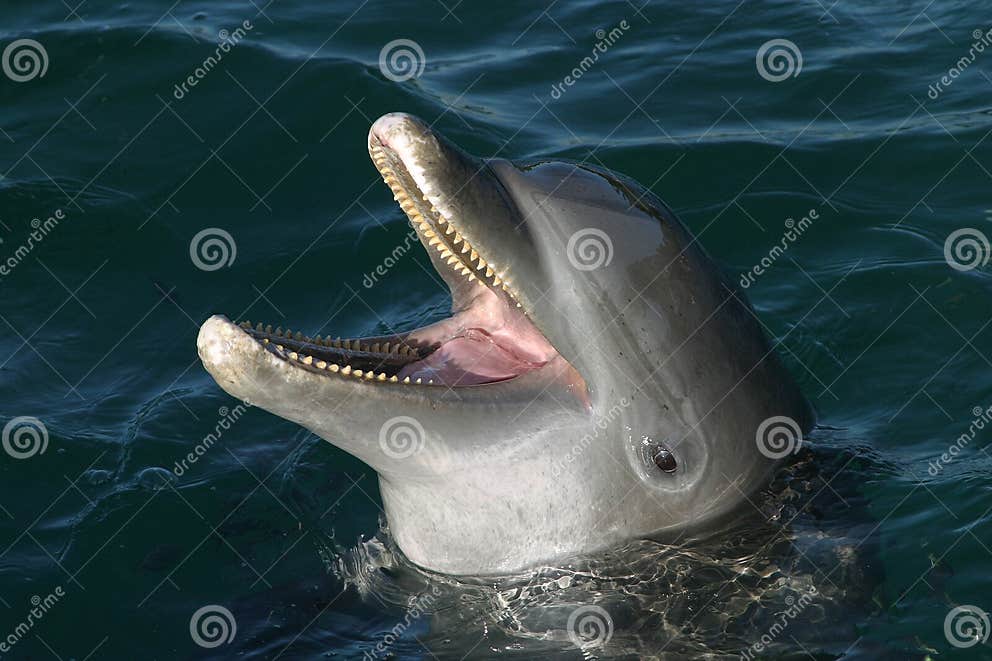 Smiling Dolphin stock photo. Image of wildlife, mouth - 280245536