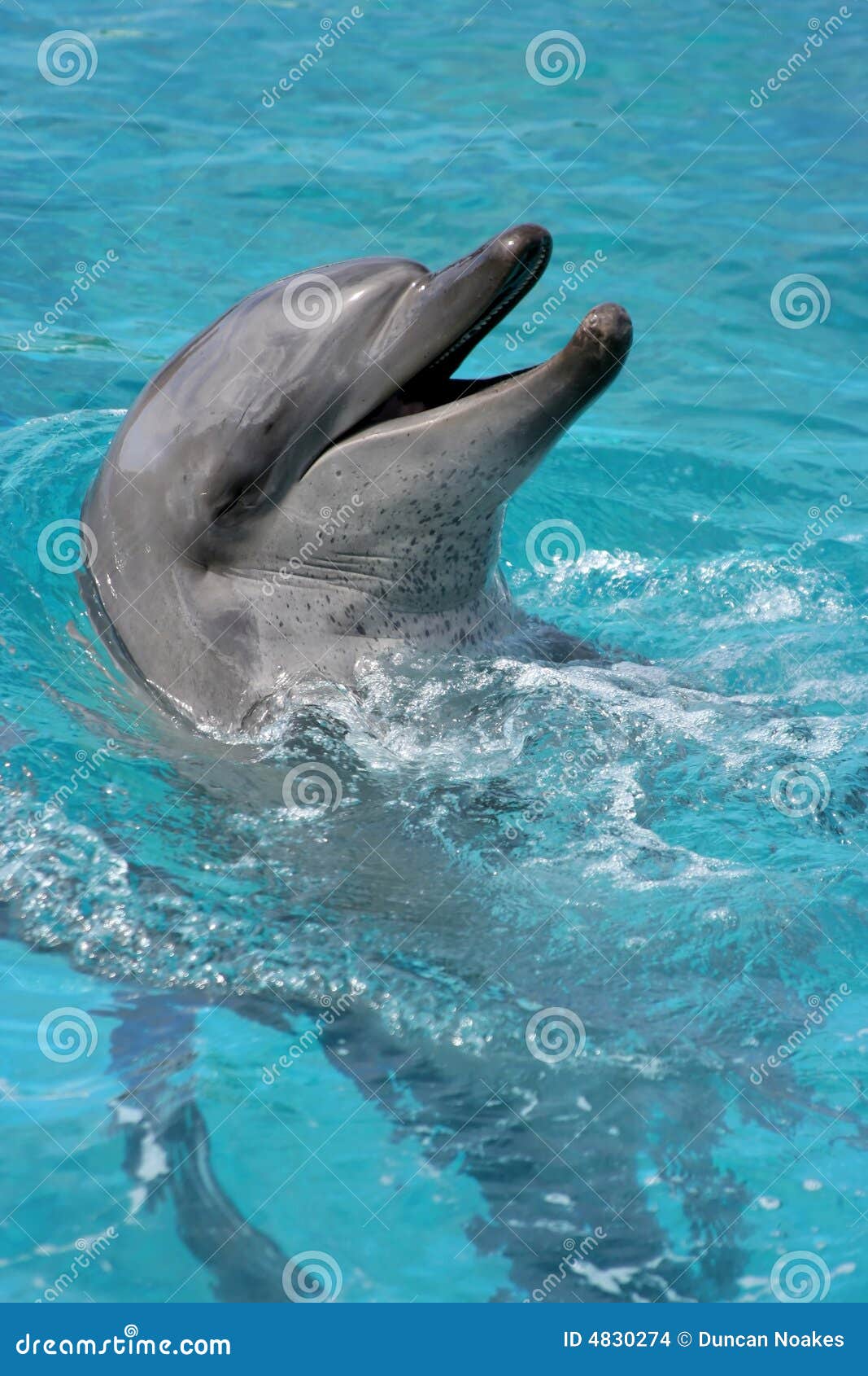 Smiling Dolphin portrait stock photo. Image of mammal - 4830274