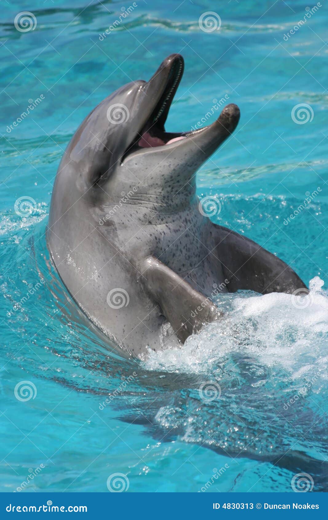 Smiling Dolphin portrait stock image. Image of pink, smile - 4830313