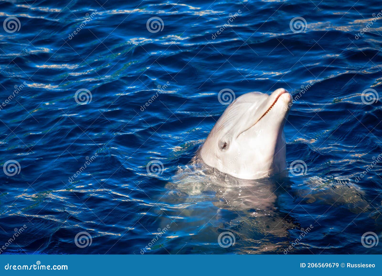 Smiling Dolphin stock image. Image of animal, jump, ecology - 206569679