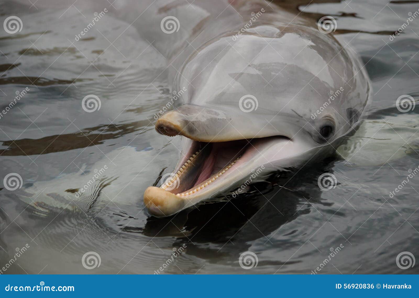 Smiling dolphin stock photo. Image of sonar, bottlenose - 56920836