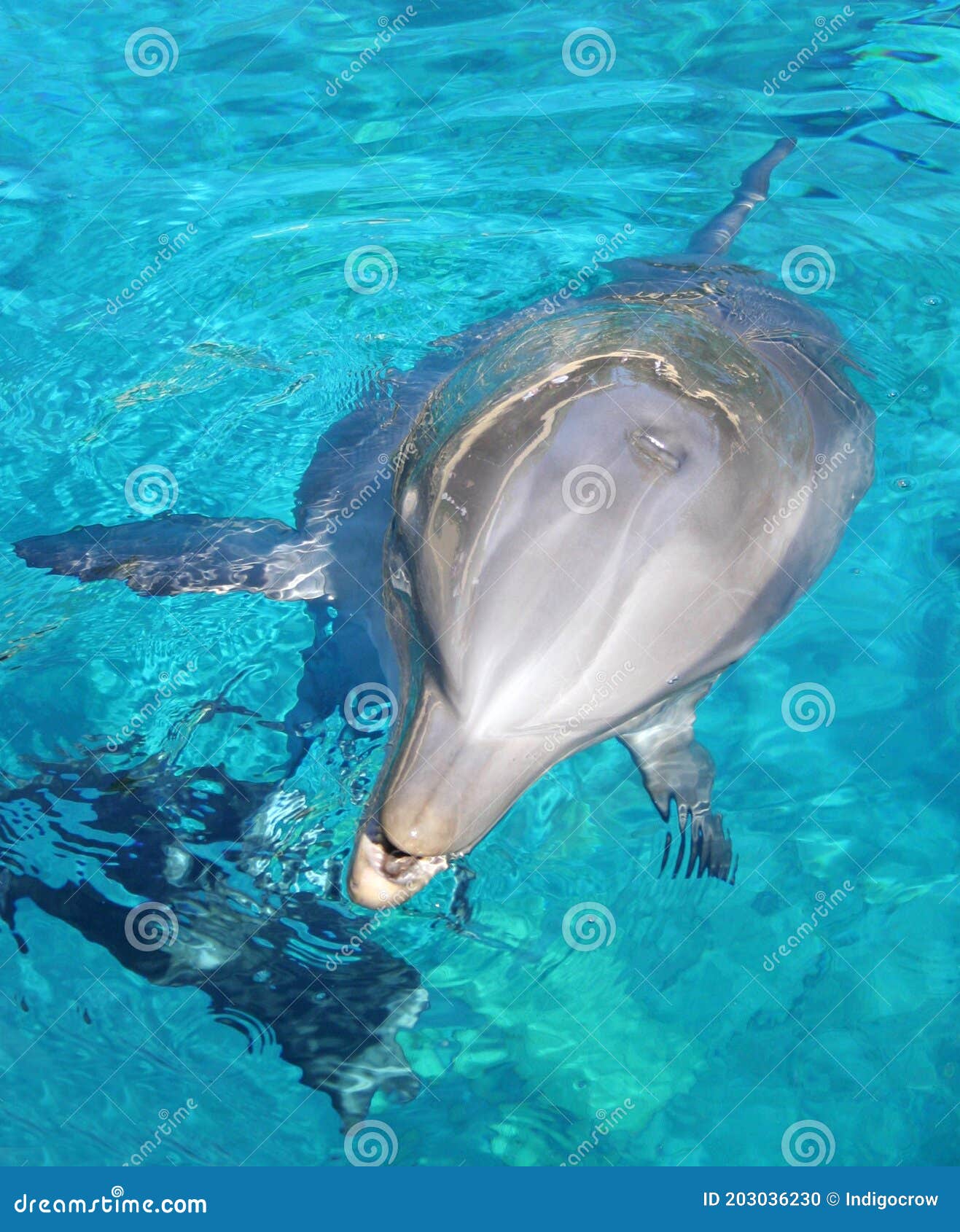 Smiling Dolphin stock photo. Image of fish, marine, kingdom - 203036230