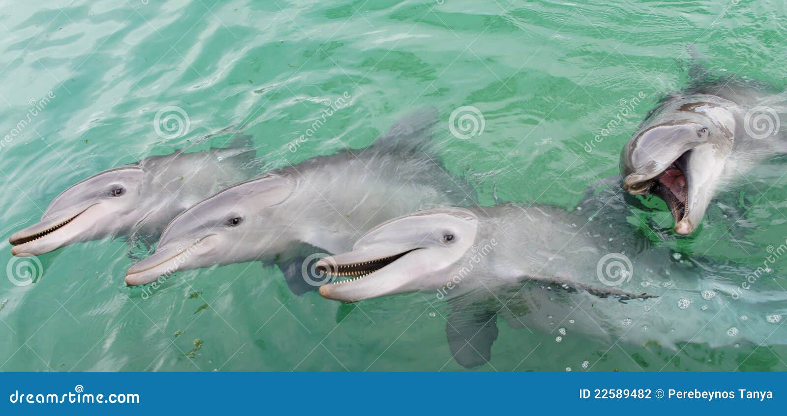 Smiling Dolphins stock photo. Image of mammal, fish, coast - 22589482