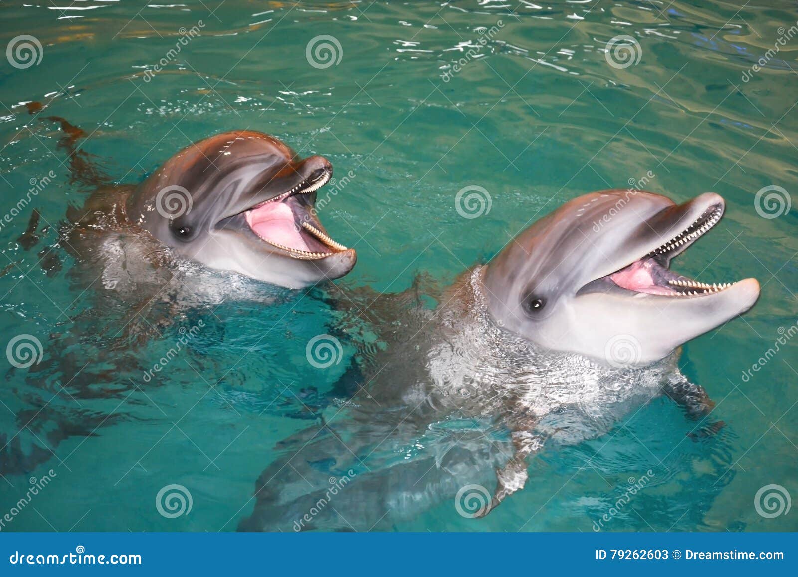 Smiling Dolphins in the Turquoise Water Stock Image - Image of dolphin ...