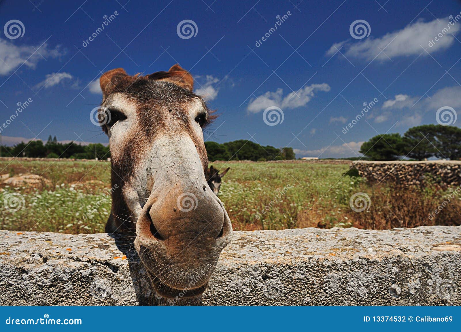 Smiling donkey stock photo. Image of animal, donkey, mammal - 13374532
