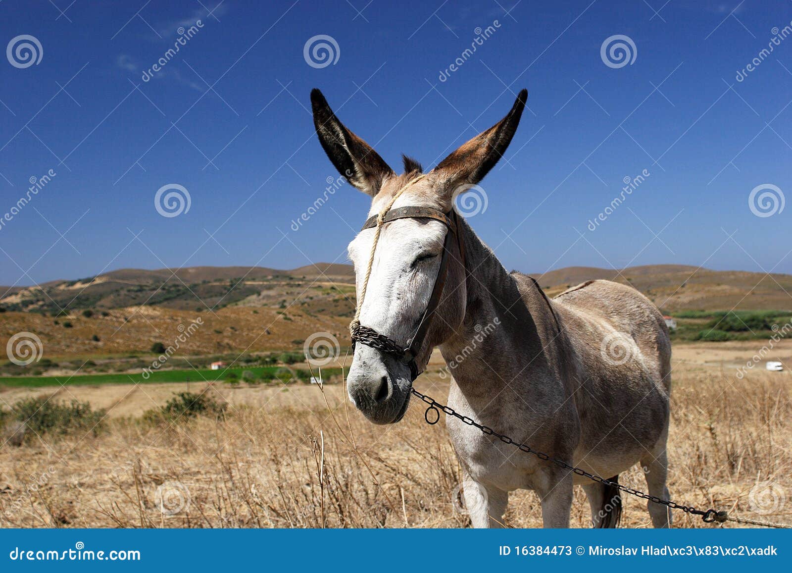 Smiling donkey stock image. Image of closeup, mouth, laugh - 16384473