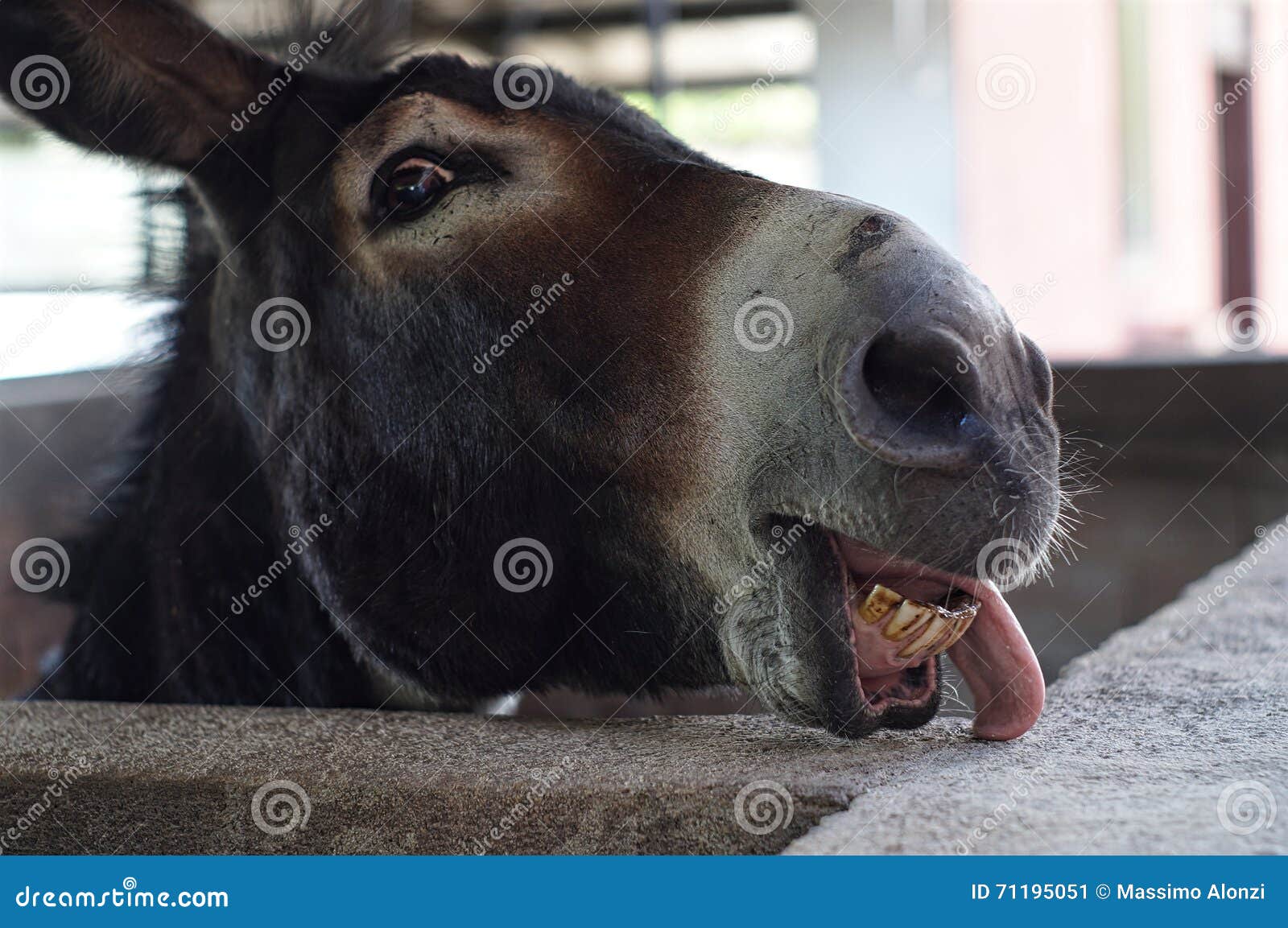 Smiling donkey stock image. Image of horses, sheep, retro - 71195051