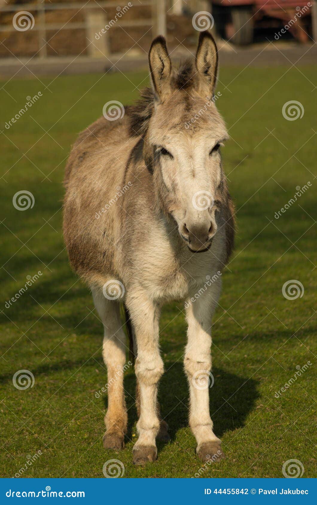 Smiling donkey stock photo. Image of netherlands, grazing - 44455842