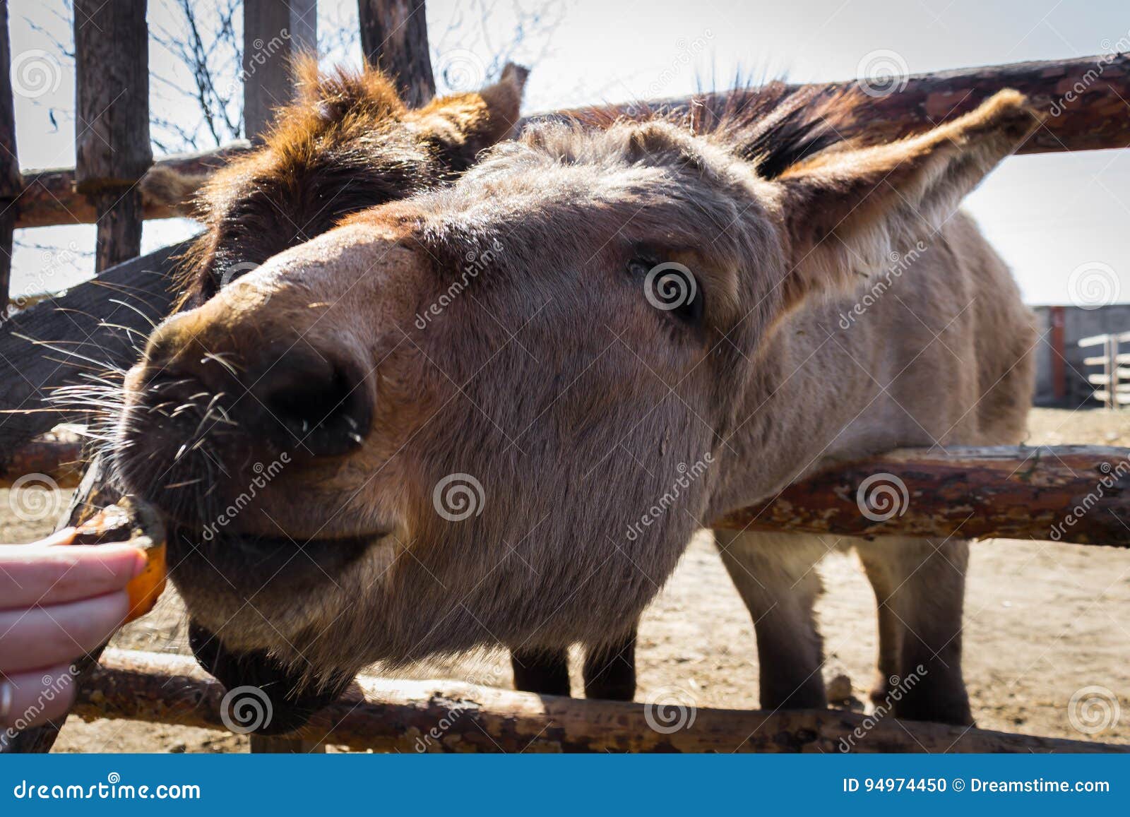 Smiling Donkey Stock Images - 227 Photos