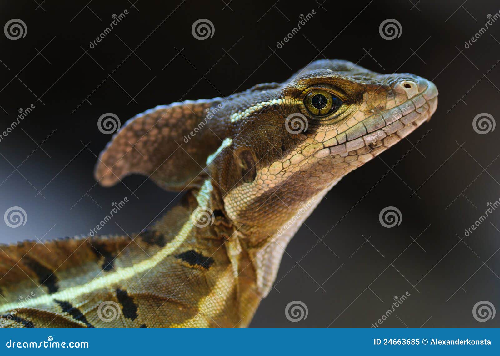 Smiling dragon stock image. Image of lizard, nature, wild - 24663685