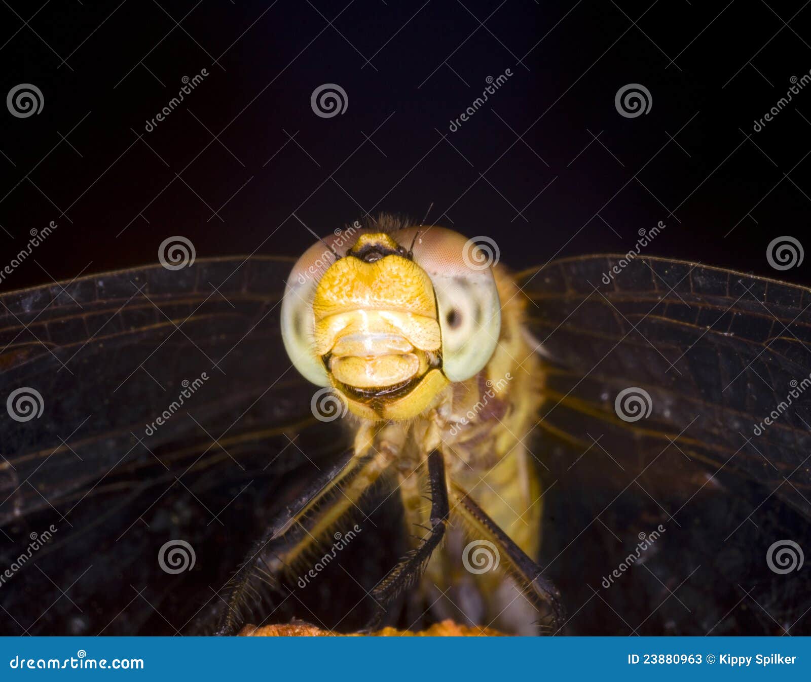 Smiling Dragonfly stock image. Image of black, wings - 23880963