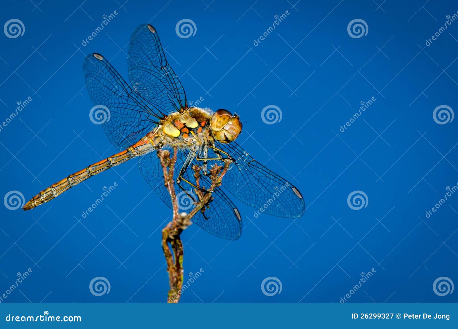 A Smiling Dragonfly stock image. Image of animal, blue - 26299327