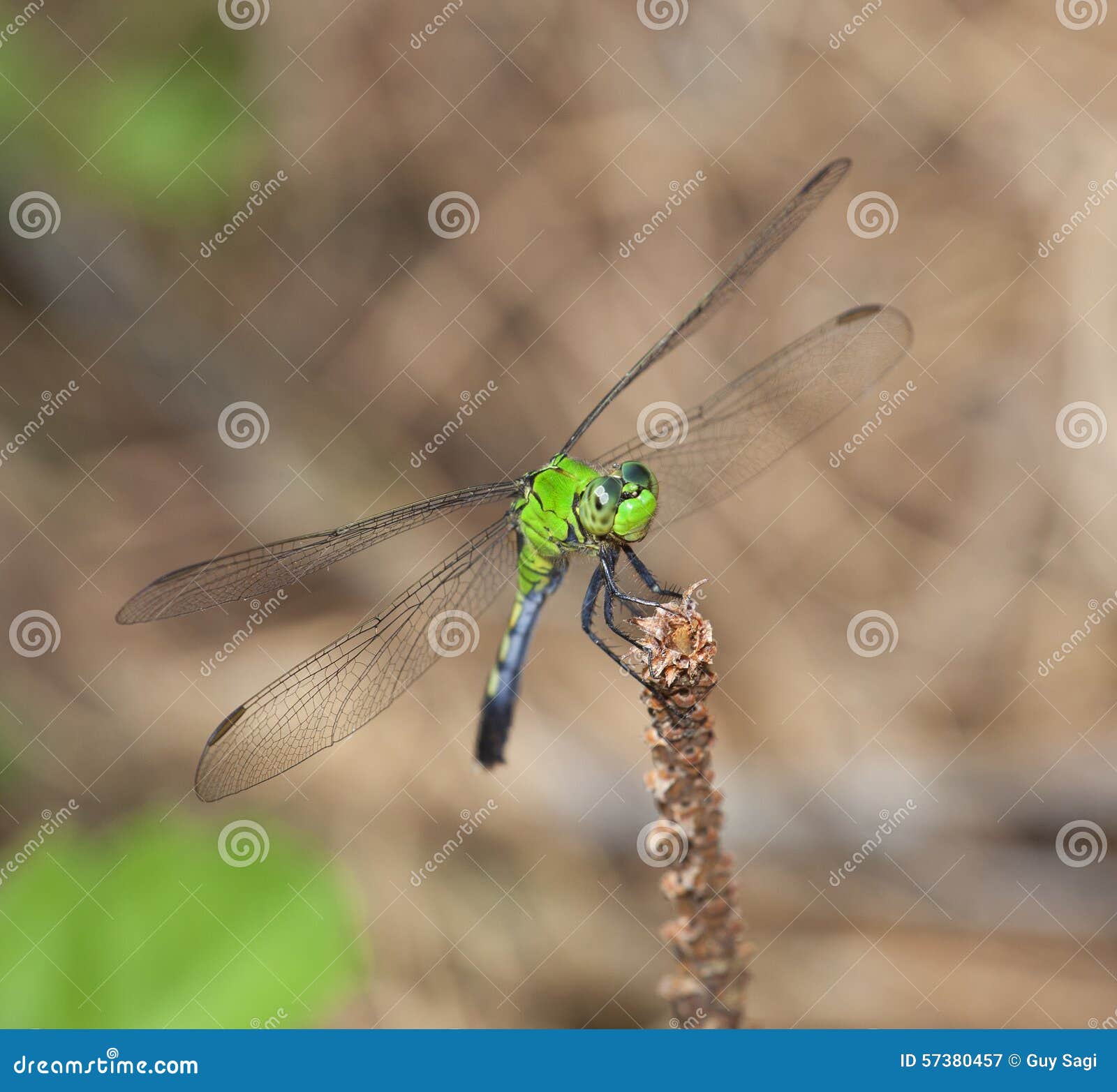 Smiling dragonfly stock image. Image of dragonfly, insect - 57380457
