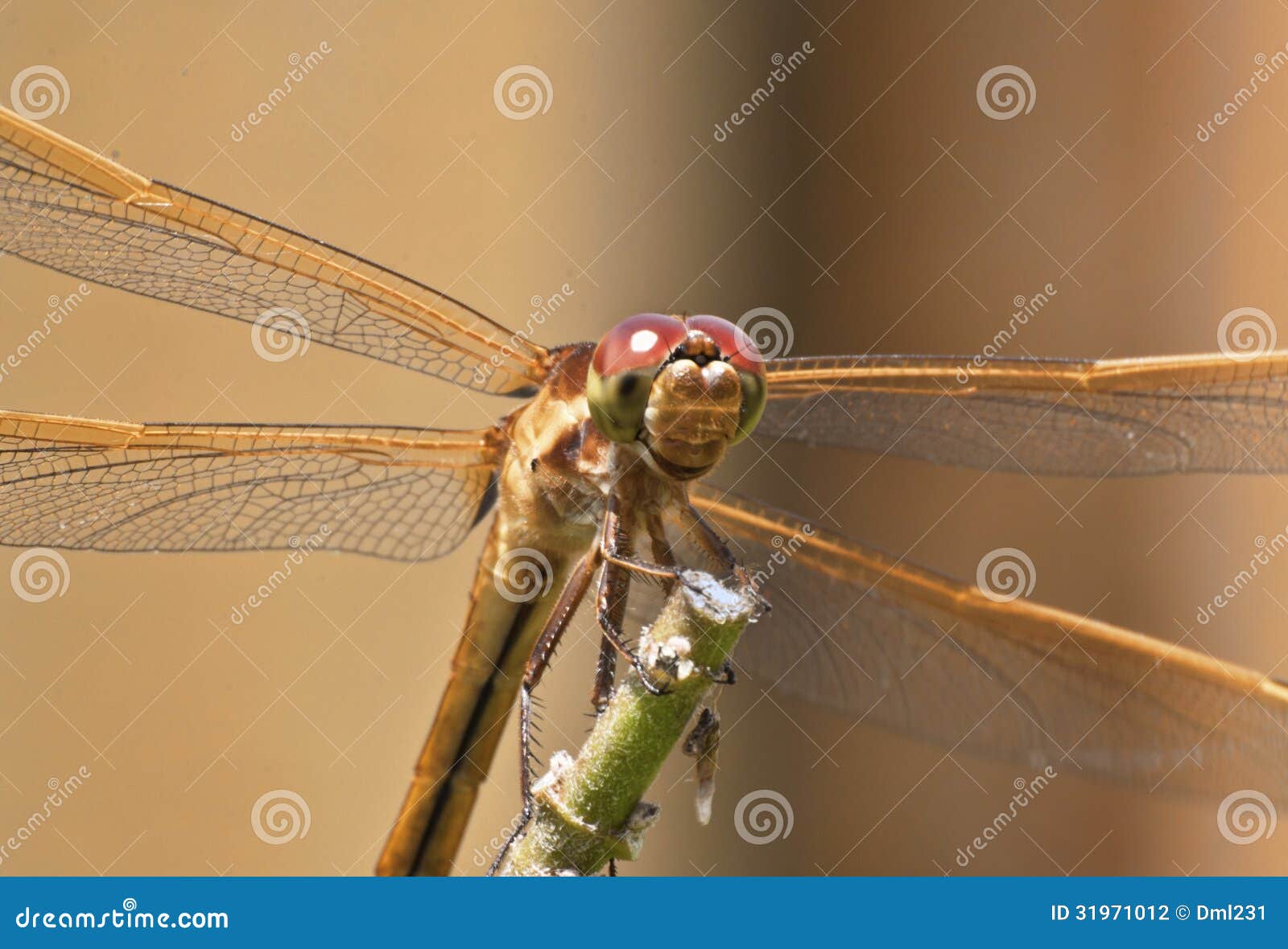 Smiling Dragonfly stock photo. Image of twig, animal - 31971012