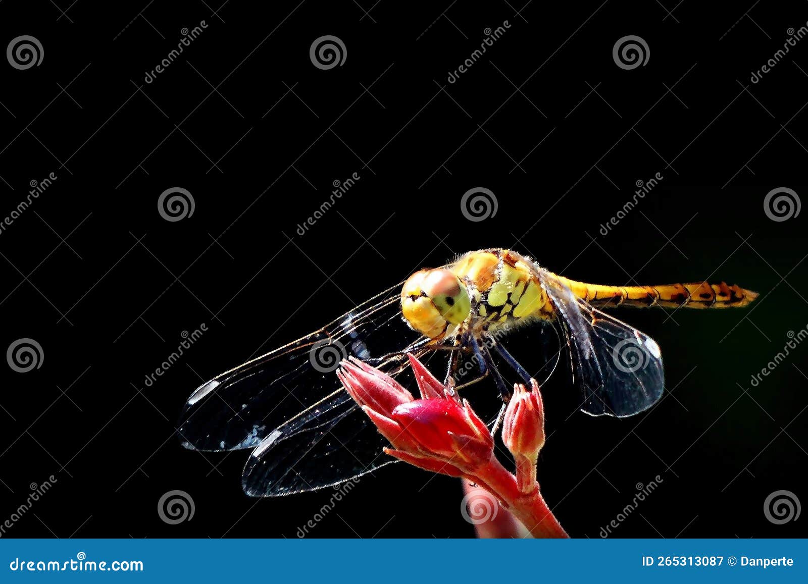 Smiling dragonfly stock image. Image of buds, close - 265313087