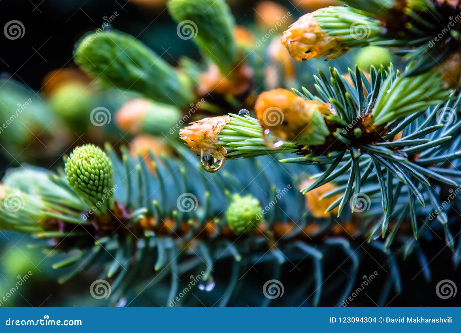 Smiling Drop after the Rain Stock Photo - Image of stunning, beauty ...