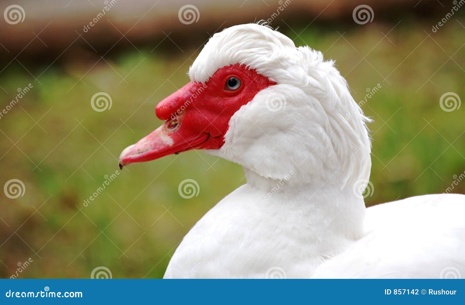 Smiling Duck Picture. Image: 857142