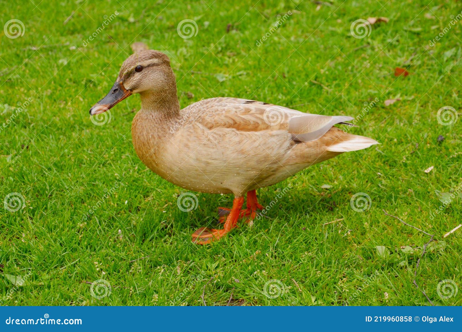 Smiling Duck, Duck in the Meadow Stock Photo - Image of colourful ...
