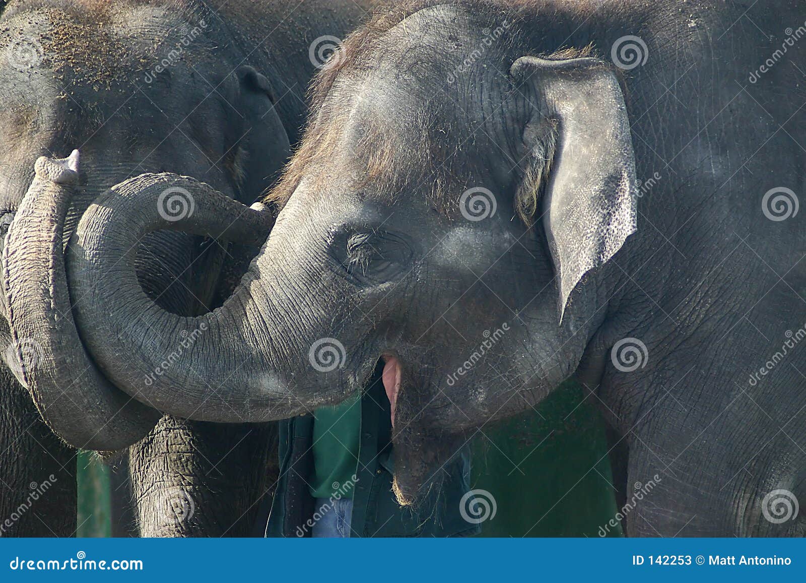Smiling elephant stock image. Image of asia, elephant, humorous - 142253