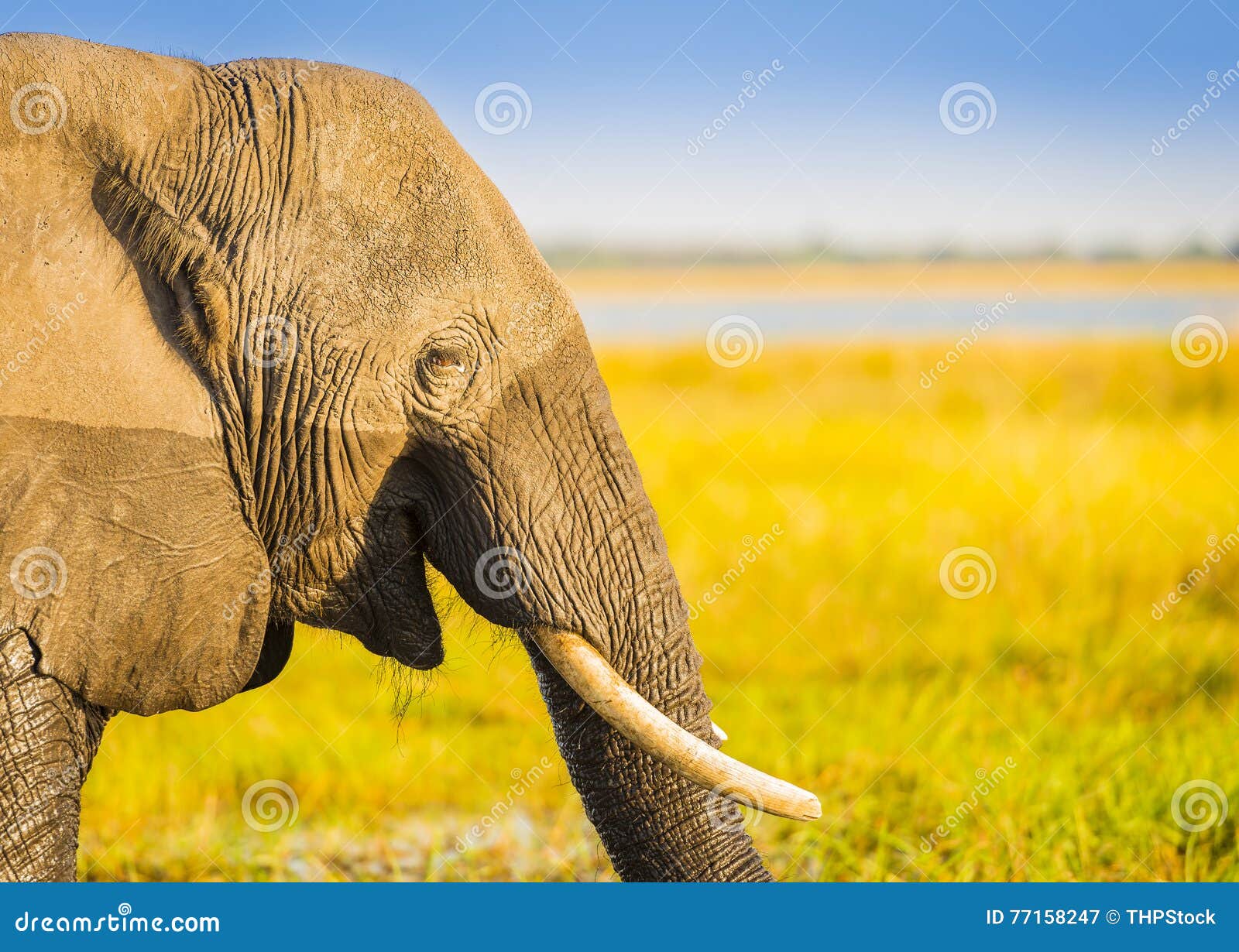 Smiling Elephant Africa Background Royalty-Free Stock Photography ...