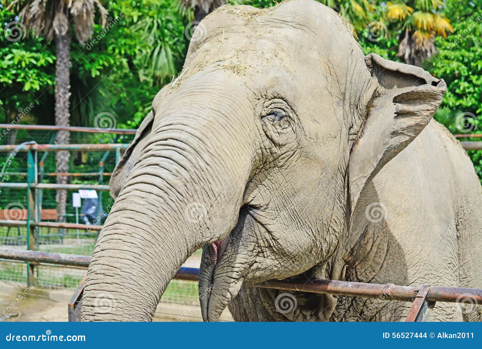 Smiling Elephant Front View Stock Photo - Image of grey, happy: 56527444