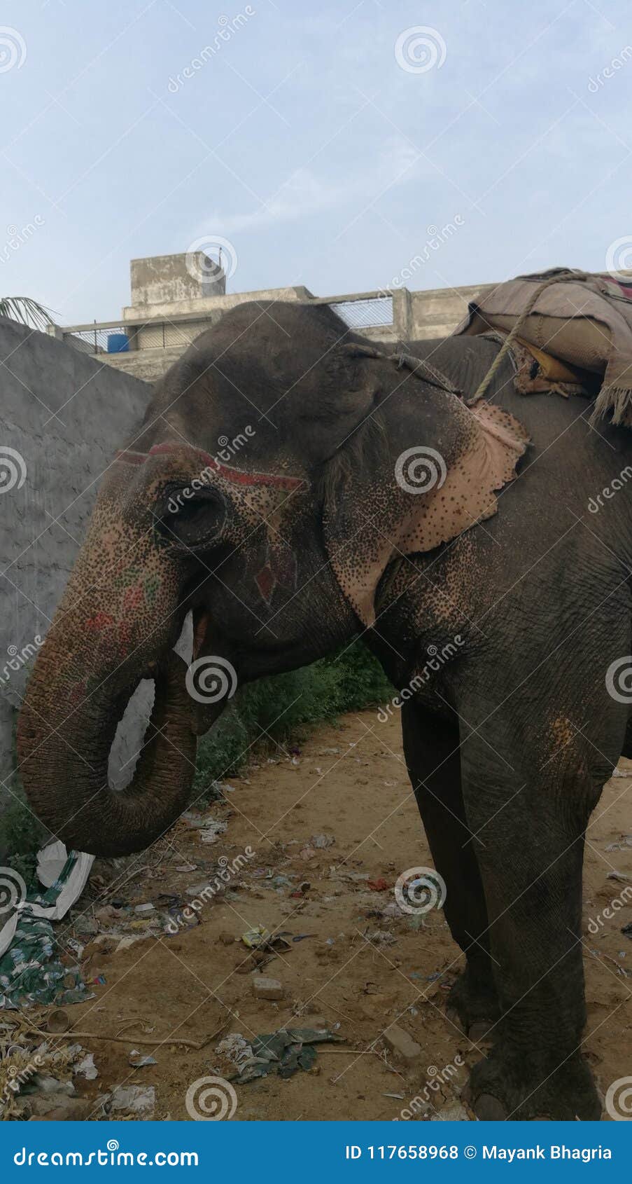 Smiling elephant stock photo. Image of wild, mammal - 117658968