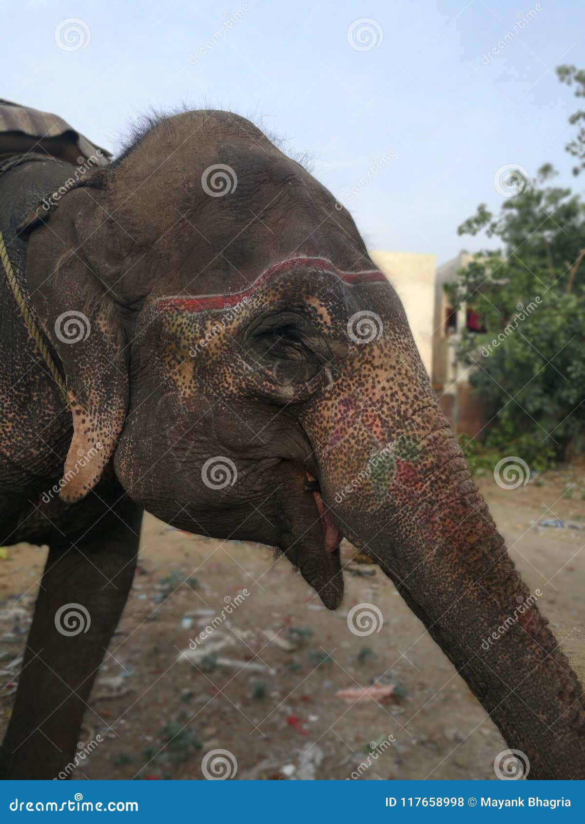 Smiling elephant stock photo. Image of wildlife, heavy - 117658998