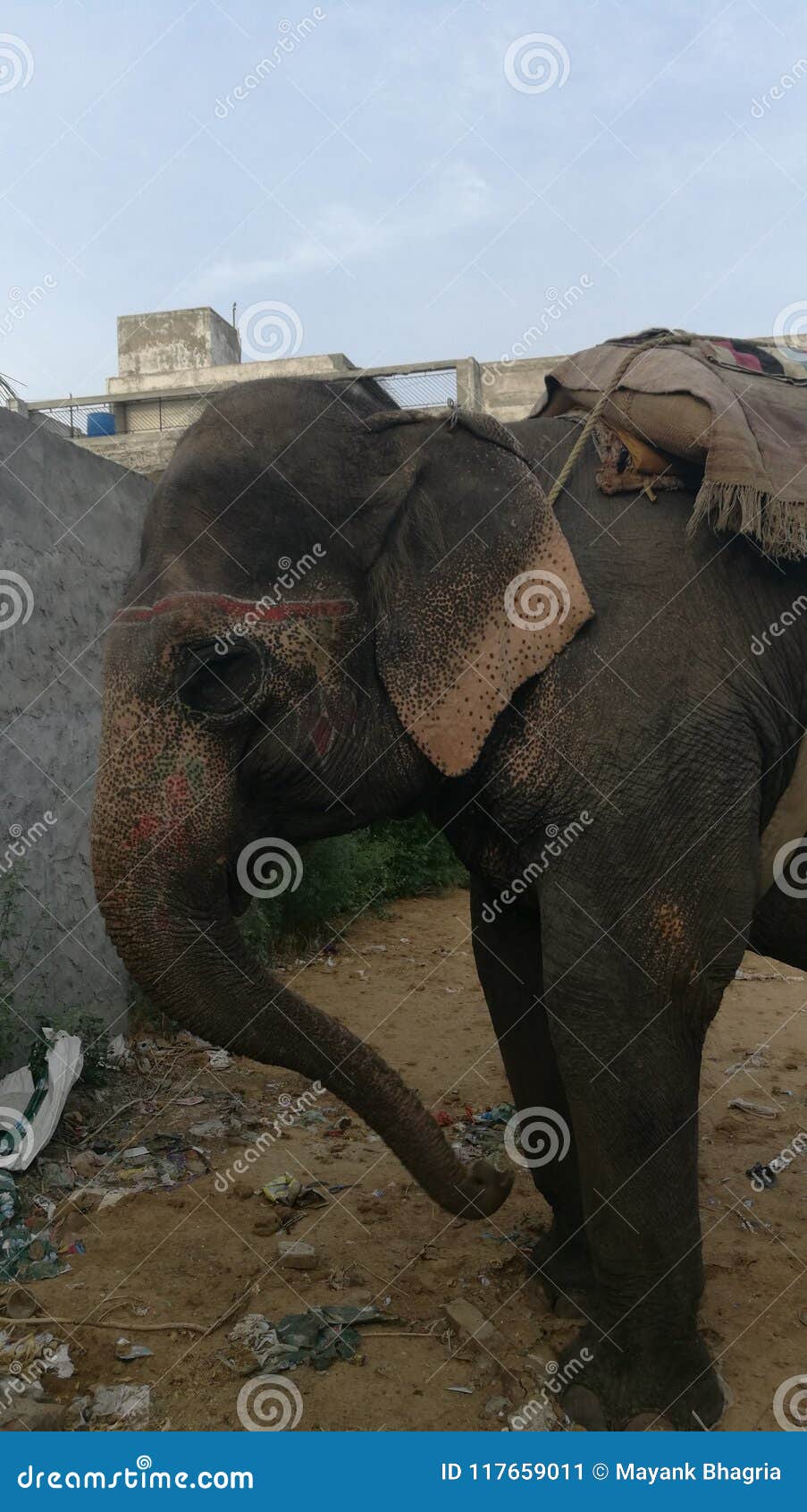 Smiling elephant stock image. Image of forest, smiling - 117659011
