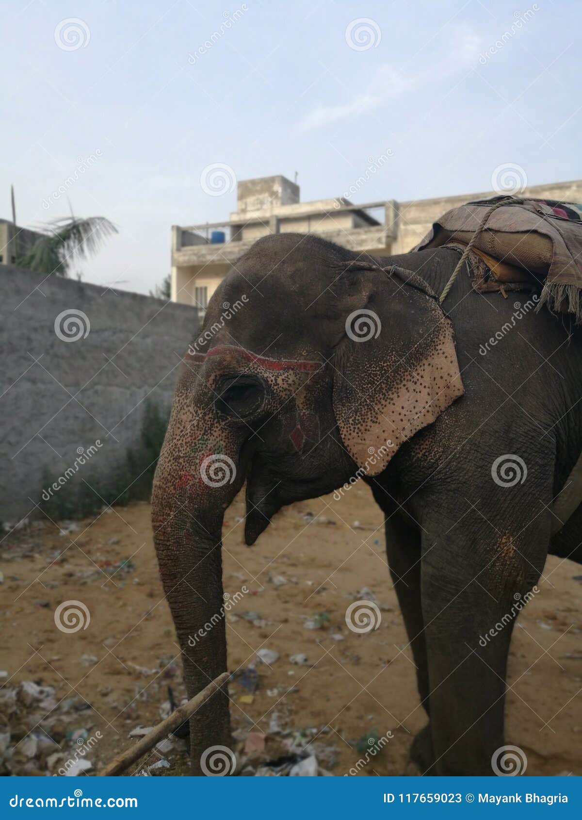 Smiling elephant stock image. Image of elephant, large - 117659023