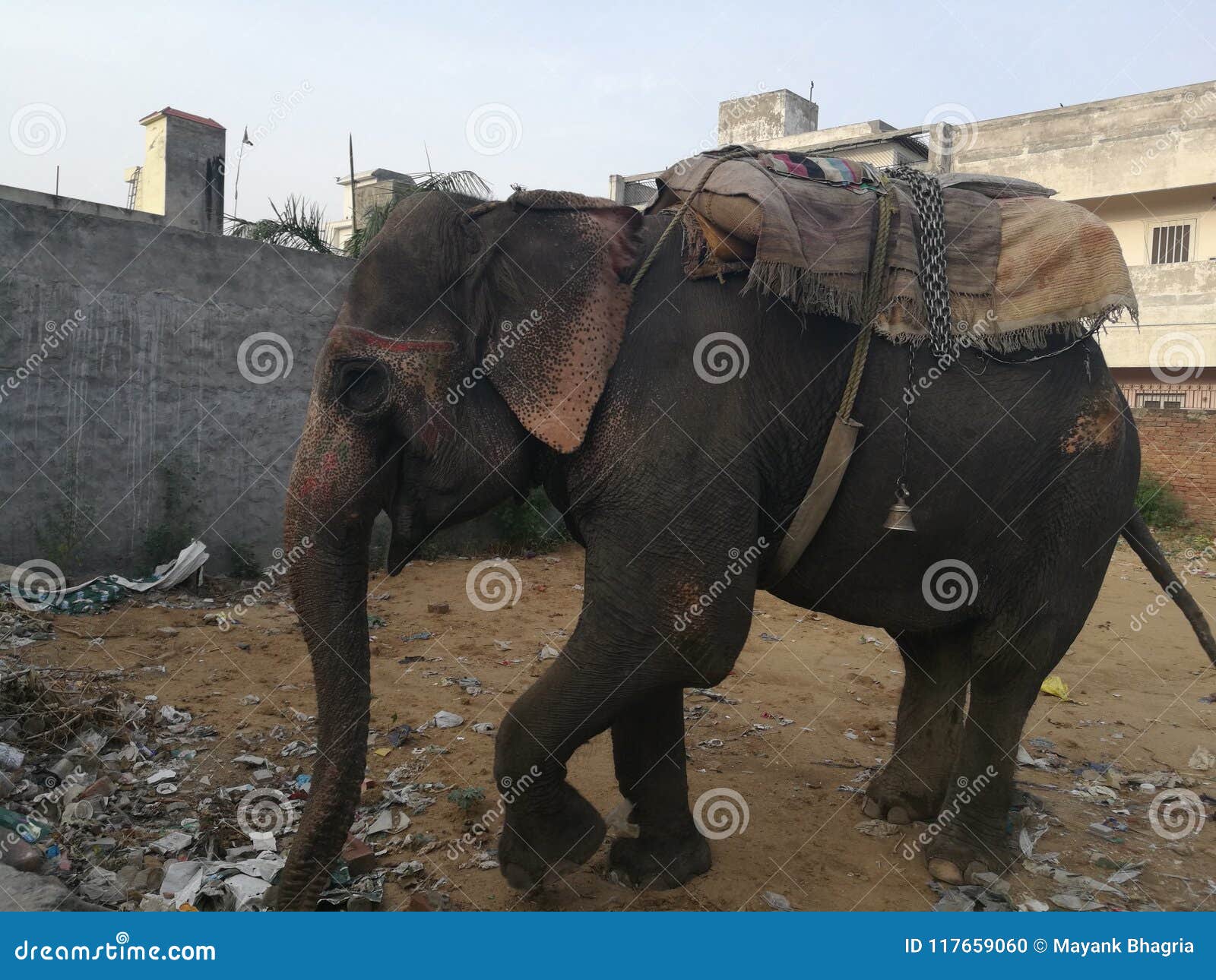 Smiling Elephant Africa Background Royalty-Free Stock Photography ...