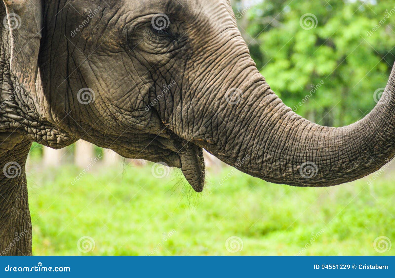 Smiling Elephant stock image. Image of big5, mammals - 94551229