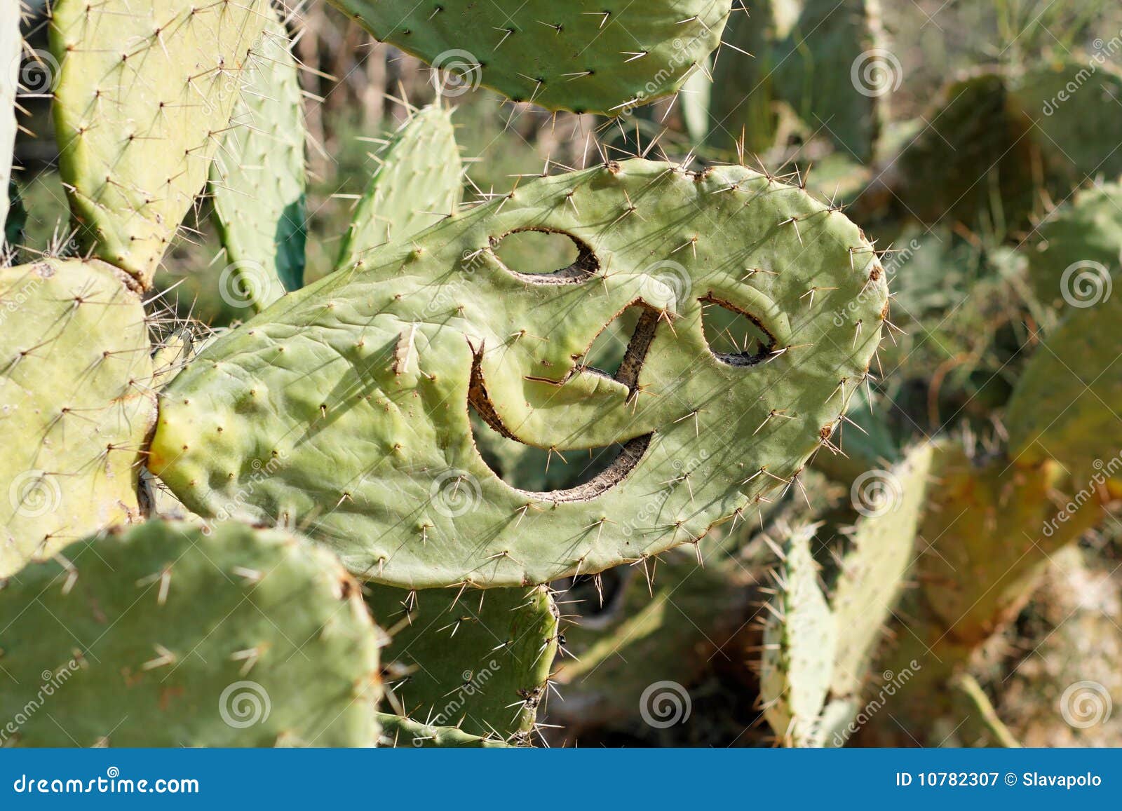 Smiling Face Carved in Tzabar Cactus, or Prickly P Stock Image - Image ...