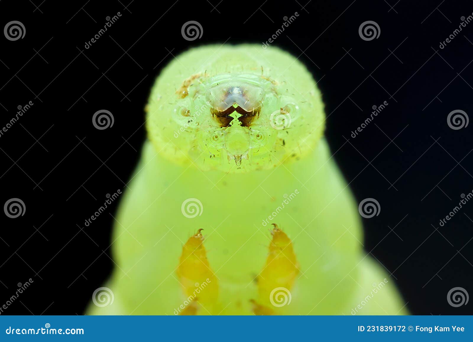Smiling Face of Caterpillar Stock Photo - Image of kingfisher, smiling ...