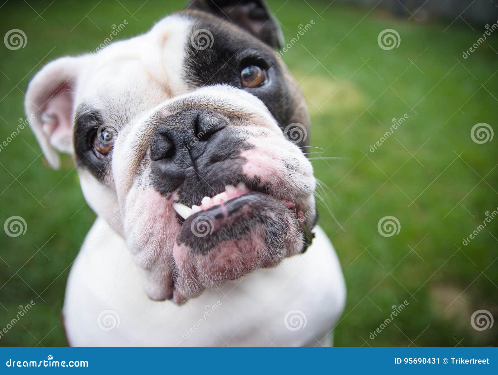 Smiling Face of English Bulldog Stock Image - Image of derpy, love ...