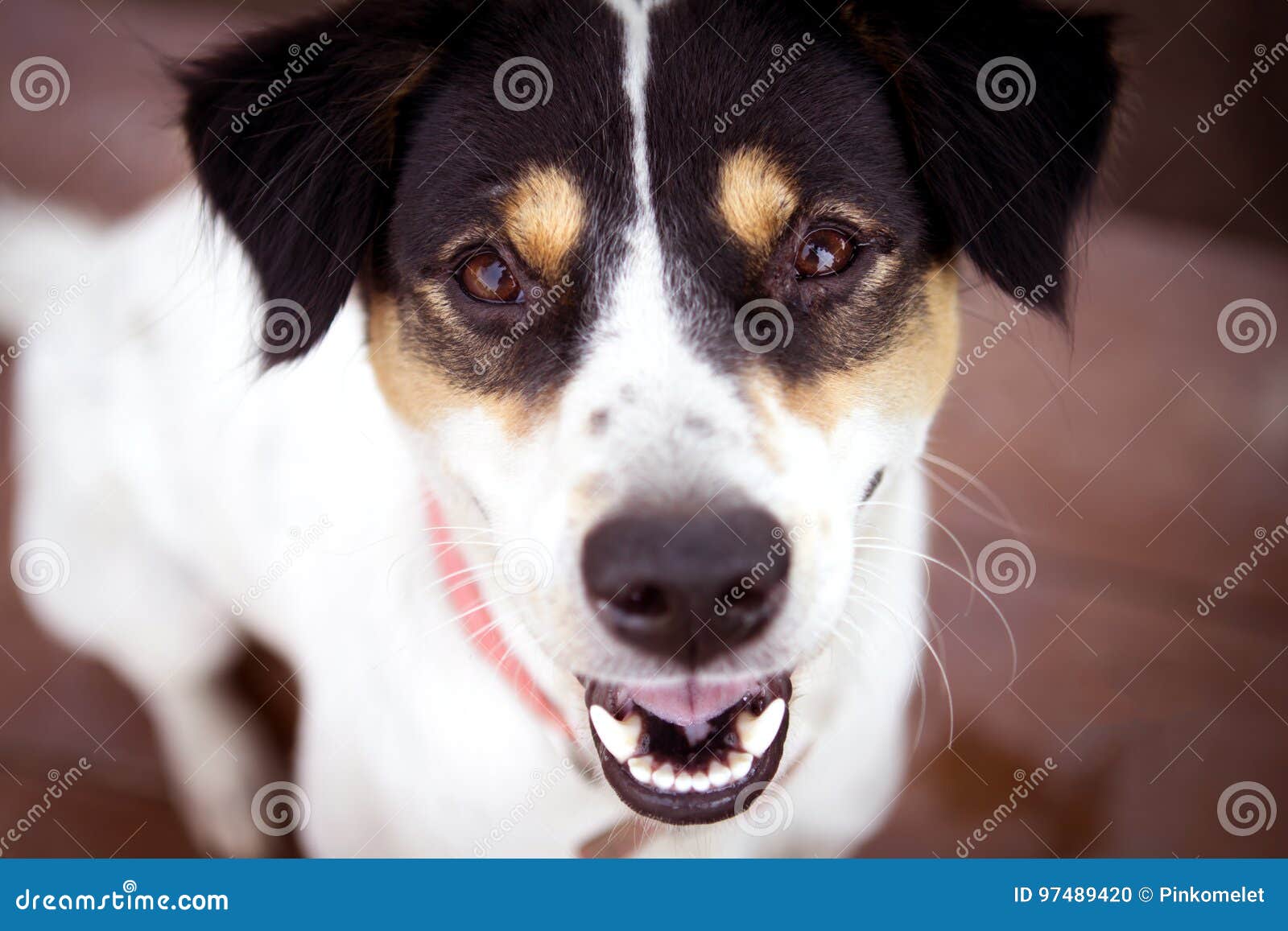 Smiling Face of Happiness Black Dog Face Stock Photo - Image of cute ...
