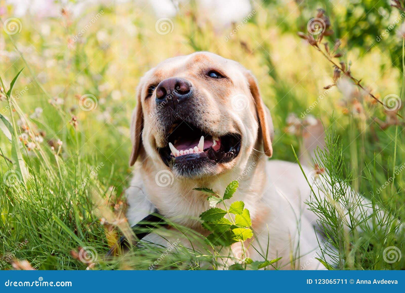 Smiling Face of a Labrador Lying in Tall Field Grass Stock Image ...