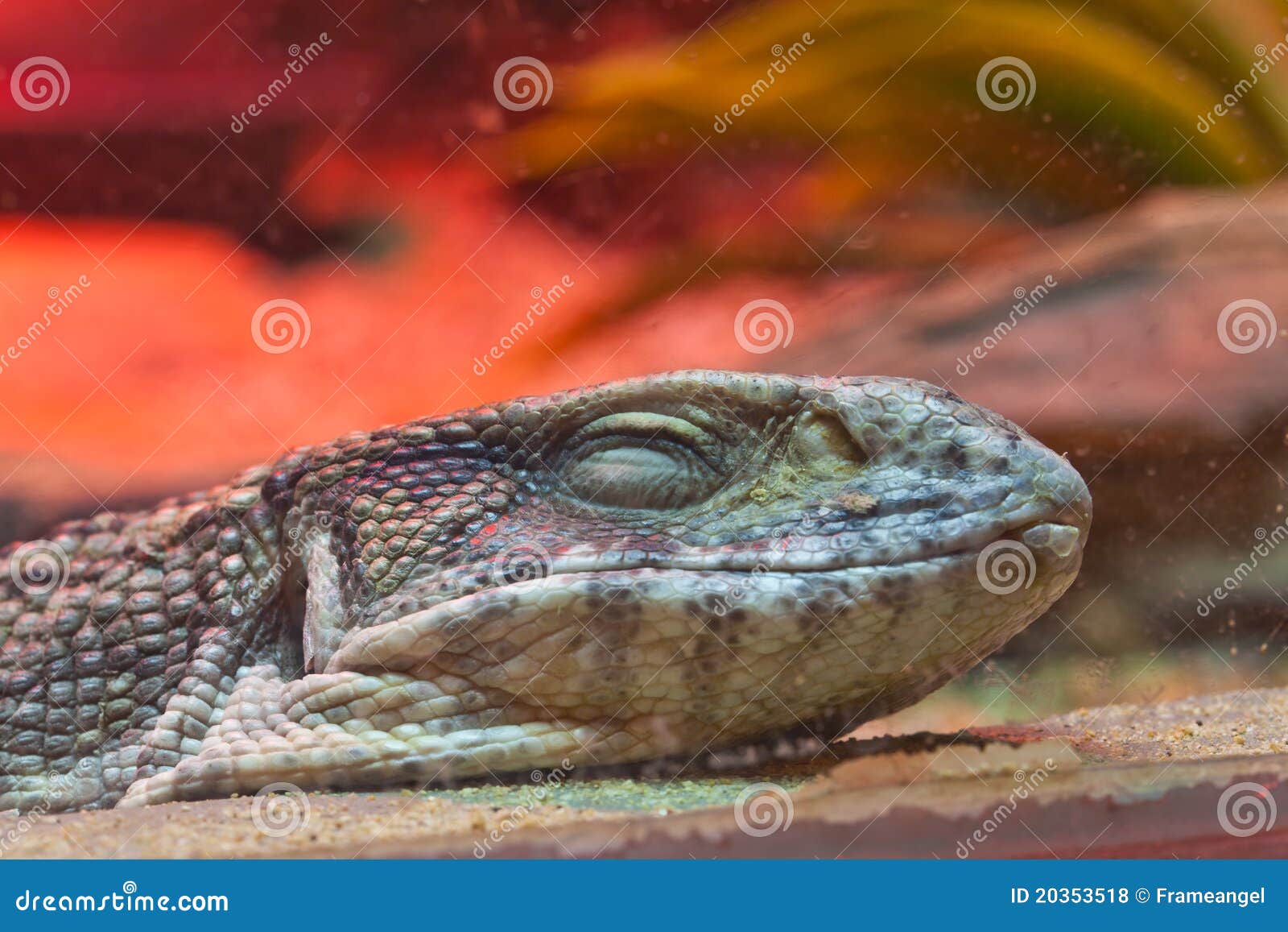 Smiling Face of Little Lizard Stock Photo - Image of grass, large: 20353518