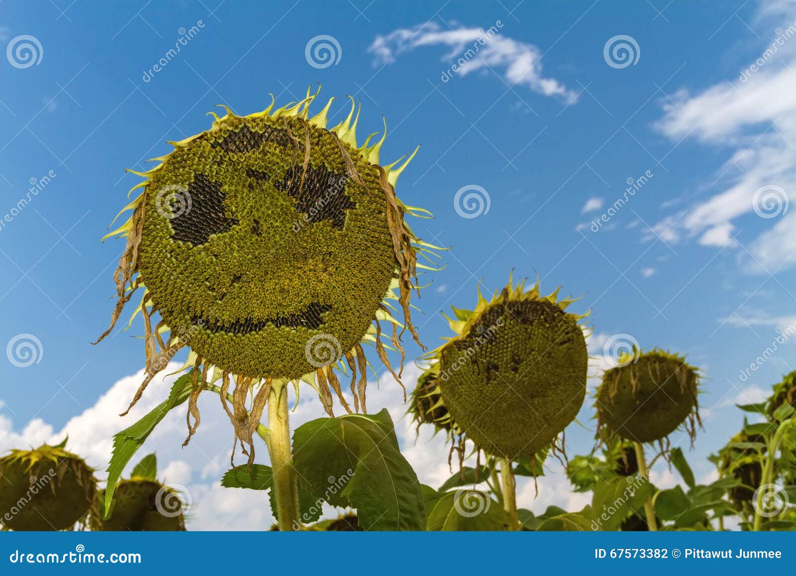 Smiling Face of Sunflower at Summer Time Stock Photo - Image of ...