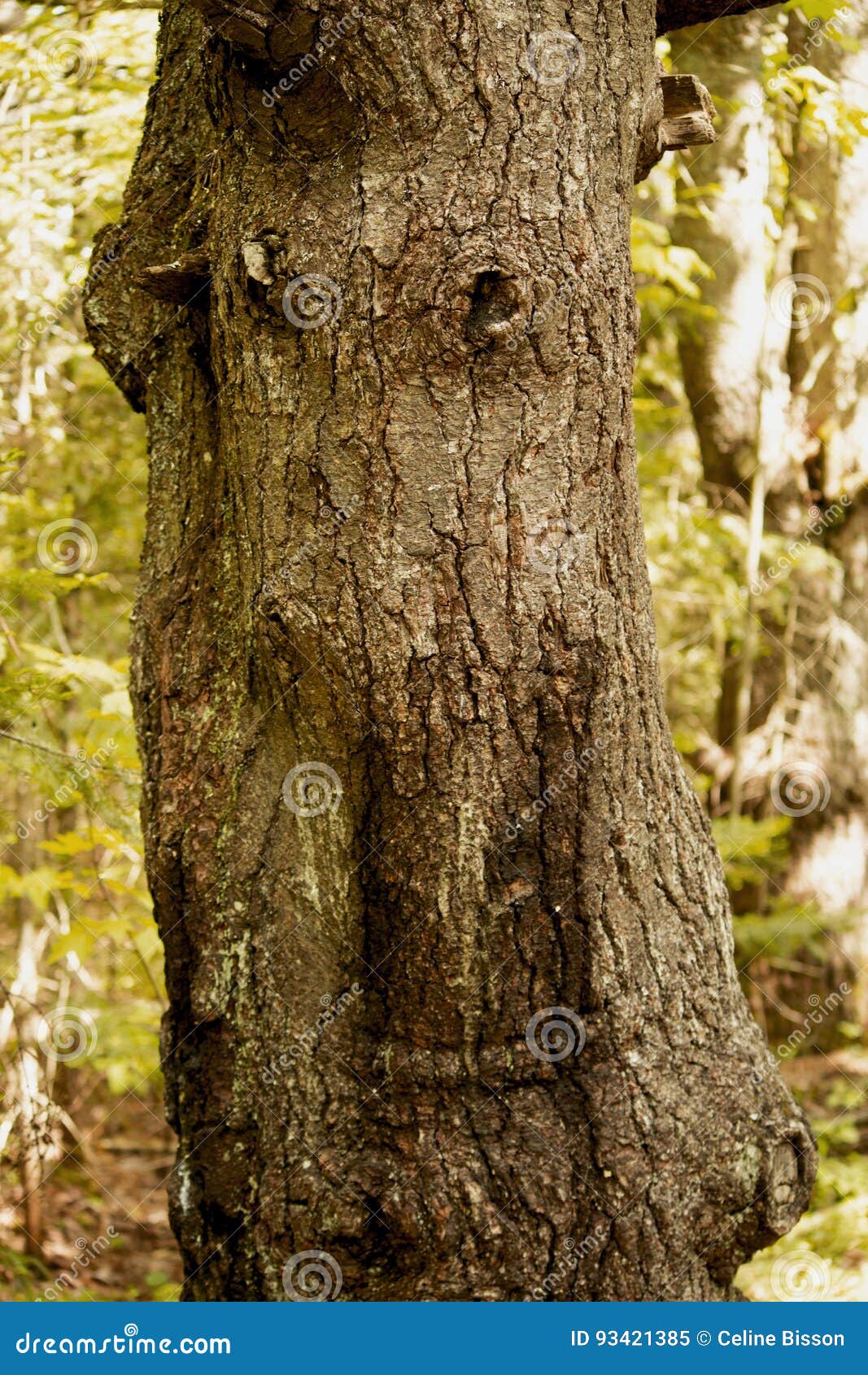 Smiling Face in the Tree-Stock Photos Stock Image - Image of nose ...