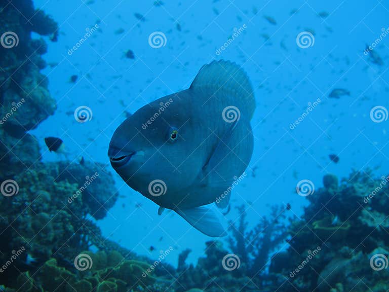 Smiling fish stock image. Image of fellow, beautiful, sand - 3850289