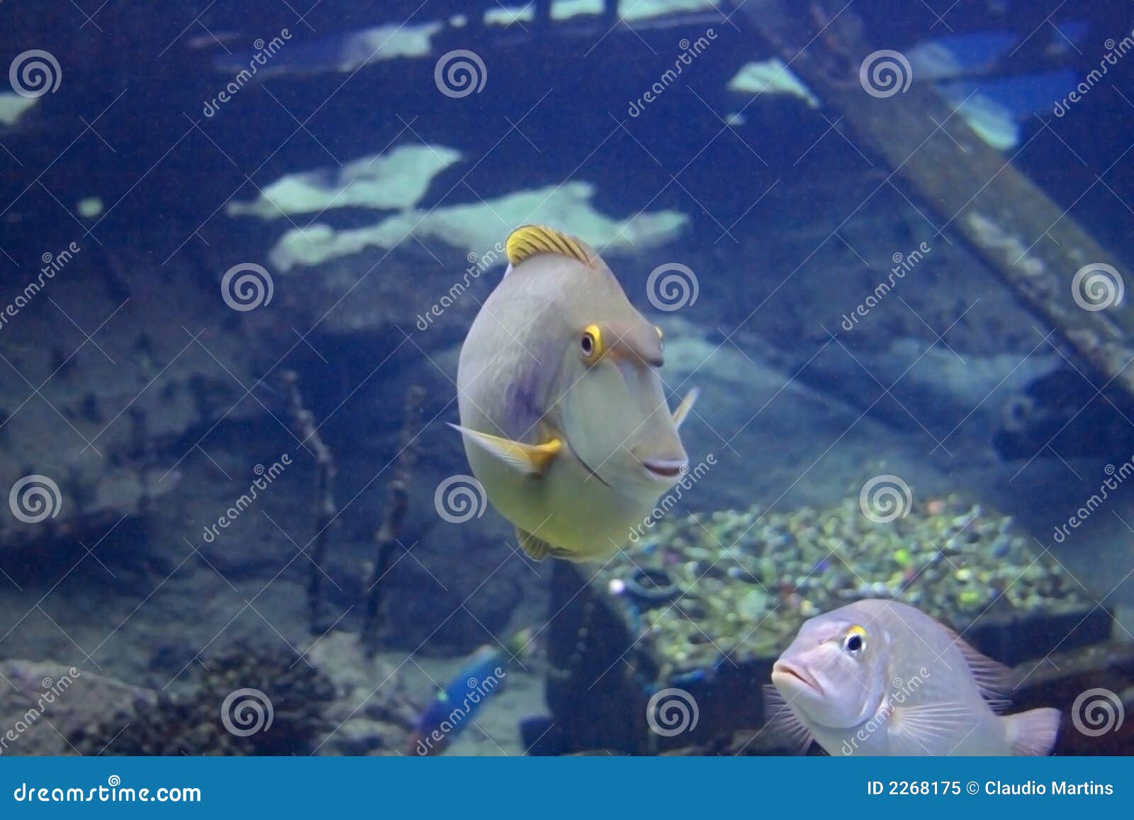 Smiling fish in aquarium stock image. Image of learn, fins - 2268175