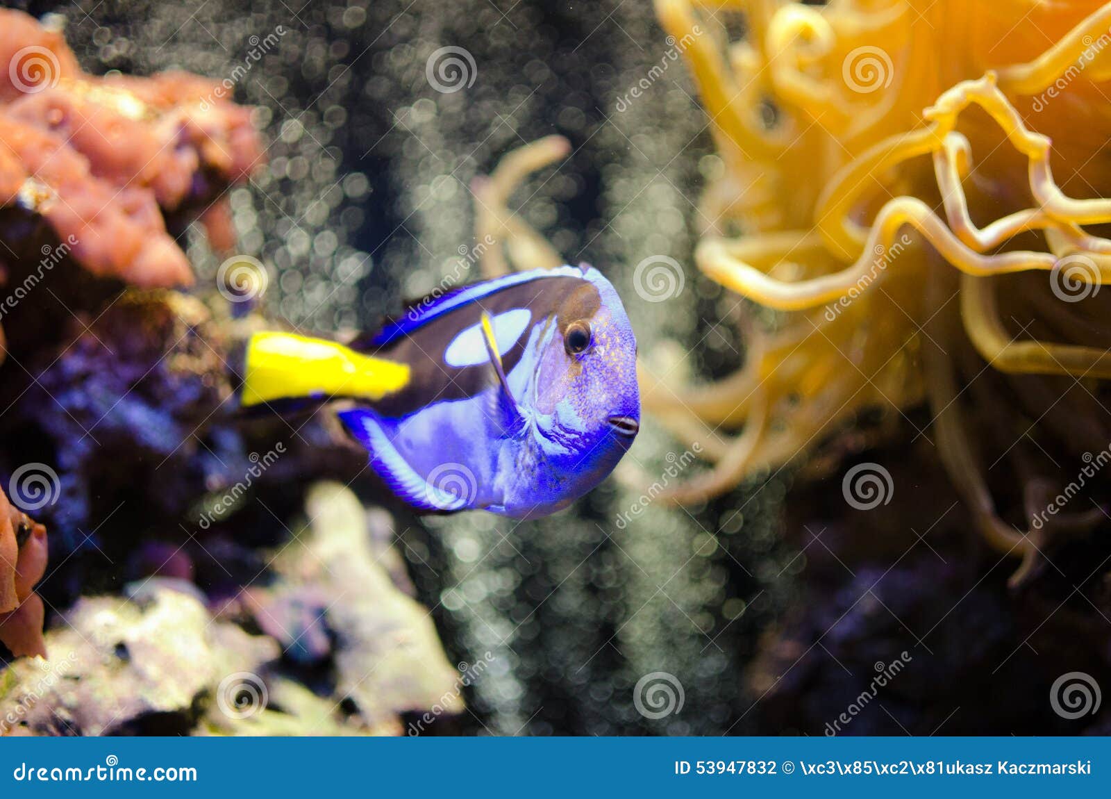 Smiling fish stock photo. Image of animals, underwater - 53947832