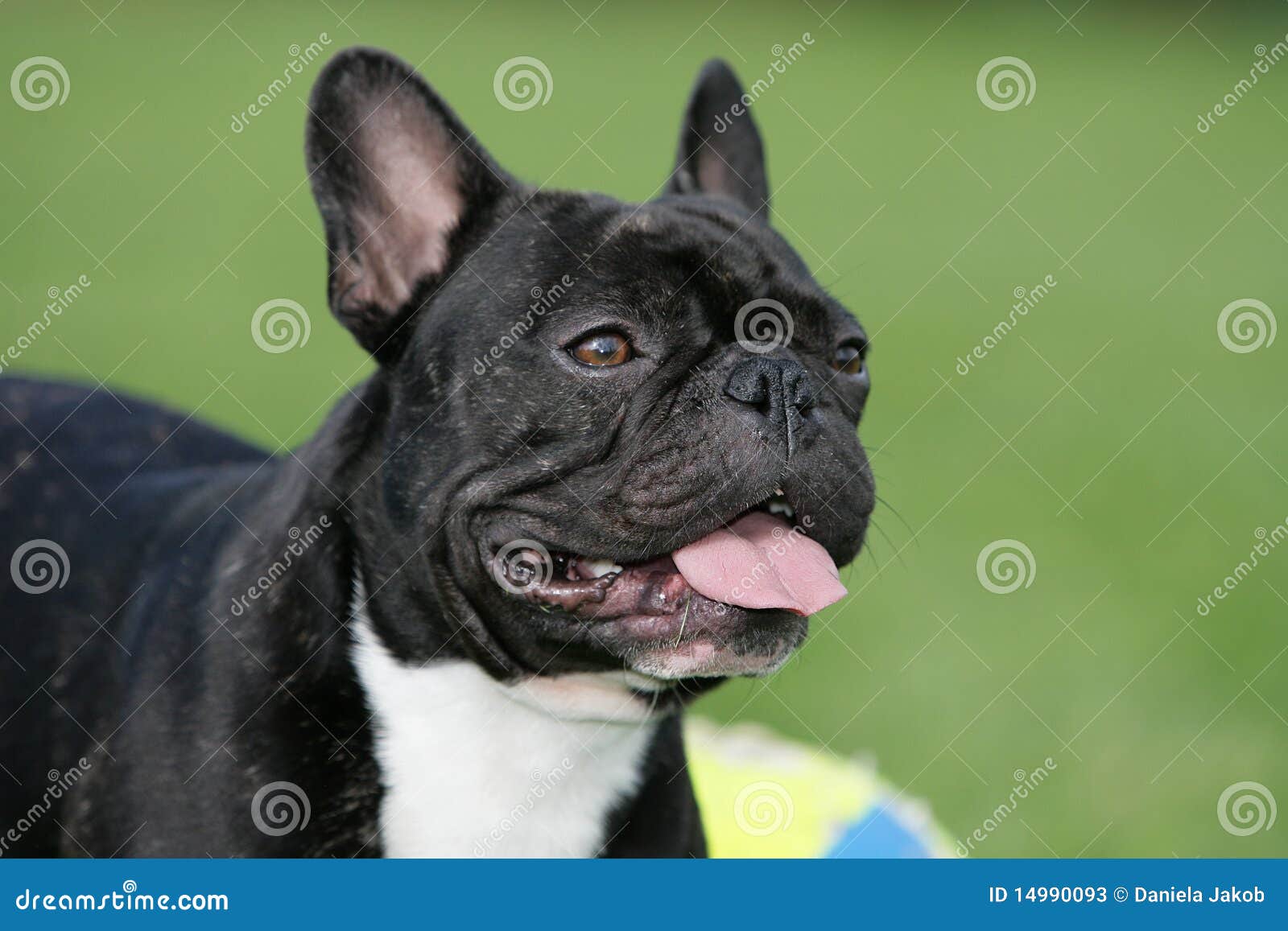 Smiling Frenchy stock image. Image of french, dream, biology - 14990093