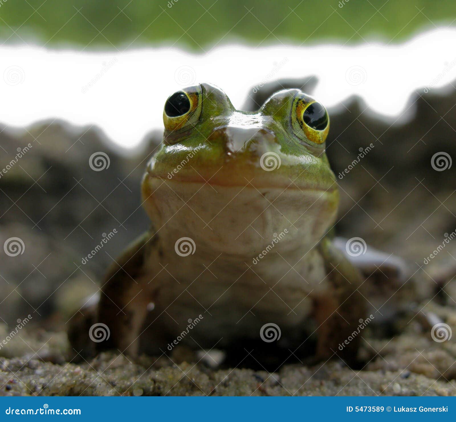 Smiling frog stock image. Image of watching, smile, sitting - 5473589
